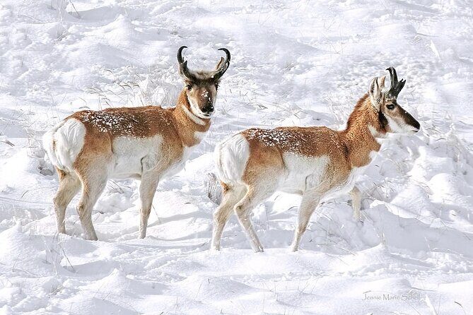 3 Day Yellowstone, Grand Teton Winter Discovery Small Group Tour - FAQ