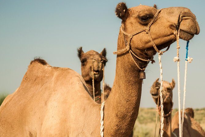 3 Days / 2 Nights Camel Safari - An In-Depth Look at the Camel Safari Experience