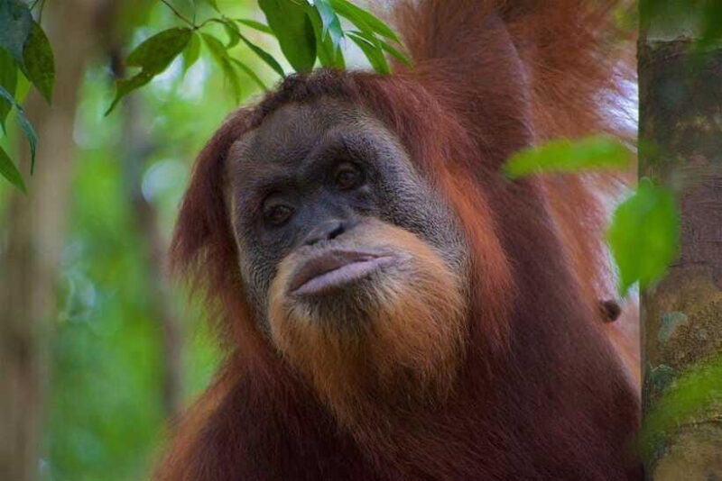 3 Days 2 Nights Orangutan Trek Bukit Lawang - FAQ