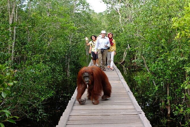 3 Days 2 Nights Wildlife Tanjung Puting - Introduction: A Closer Look at the Tanjung Puting Adventure