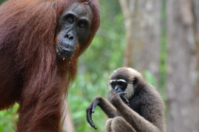 3 Days 2 Nights Wildlife Tanjung Puting - Who Is This Tour Best For?