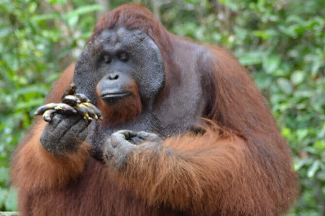 3 Days 2 Nights Wildlife Tanjung Puting - The Sum Up: Is It Worth It?