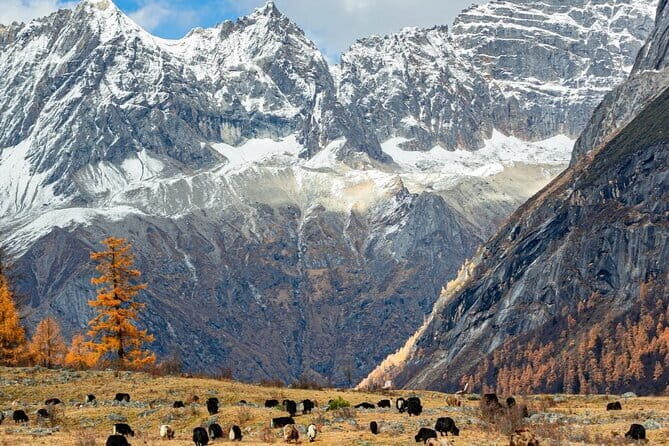 3 Days Aba Snow Scenery Exploring Tour from Chengdu - Introduction: Why This Tour Could Be Your Winter Wonderland