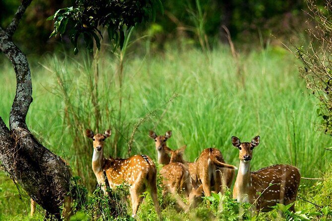 3 Days and 2 Nights Chitwan National Park Safari Tour in Pokhara - Key Points