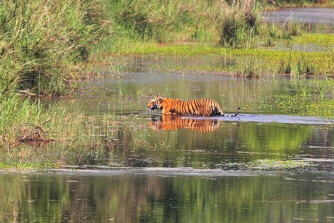 3 Days and 2 Nights Chitwan National Park Safari Tour in Pokhara - The Experience and Its Value