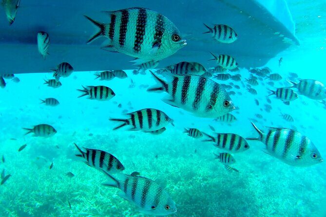 3 Days and 2 Nights Tioman Tour Package from Singapore - What Makes This Tour Worth Considering?