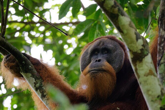 3 Days Bukit Lawang Tour (Happy Jungle) - Key Points