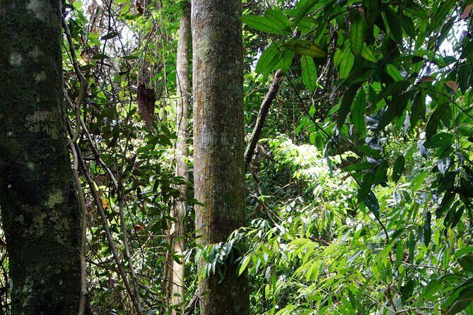 3 Days Bukit Lawang Tour (Happy Jungle) - The Itinerary Breakdown: What You’ll Do and Why It Matters