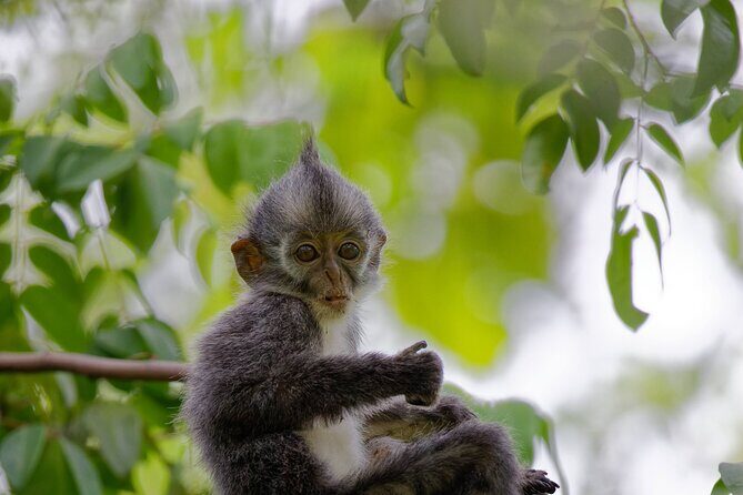 3 Days Bukit Lawang Tour (Happy Jungle) - The Sum Up