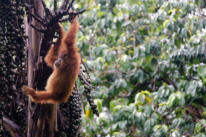 3 Days Bukit Lawang Tour (Happy Jungle) - Frequently Asked Questions