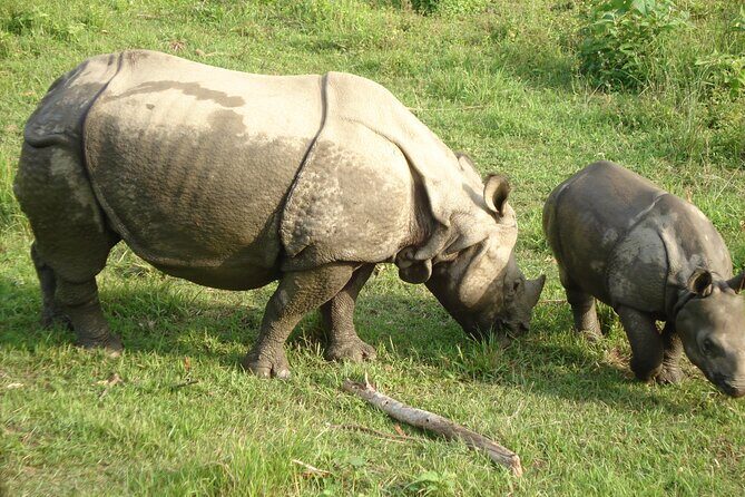 3 Days Chitwan Jungle Safari - An Authentic Wildlife Adventure with Comfortable Touches