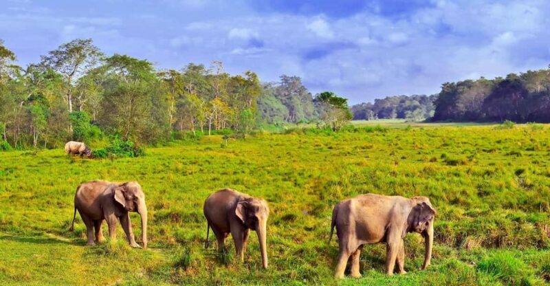 3 Days Chitwan Jungle Tour with Meals - Kathmandu & Pokhara - What Are the Key Highlights?