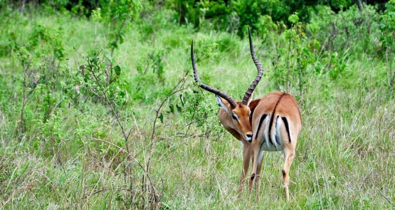 3 Days Chitwan Jungle Tour with Meals - Kathmandu & Pokhara - From the Experience Reviews