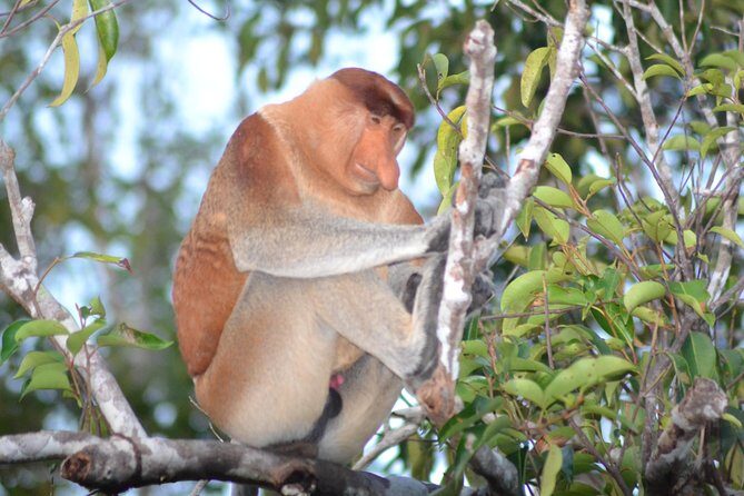 3 Days Deluxe Cabin Houseboat Orangutan Tanjung Puting - Key Points