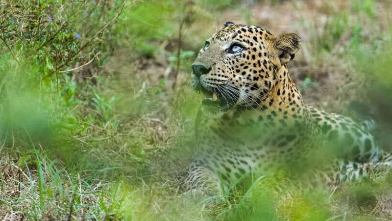 3 Days - Different discovery private wildlife tour - Final Thoughts: Who Is This Tour Best Suited For?