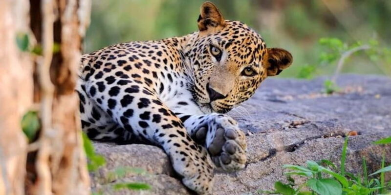 3 Days - Different discovery private wildlife tour - Frequently Asked Questions (FAQs)