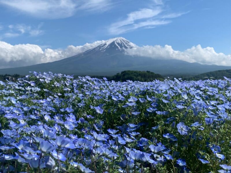 3 days fantastic attractions tour Tokyo+Nikko+Mt.FUJI Ect - Key Points