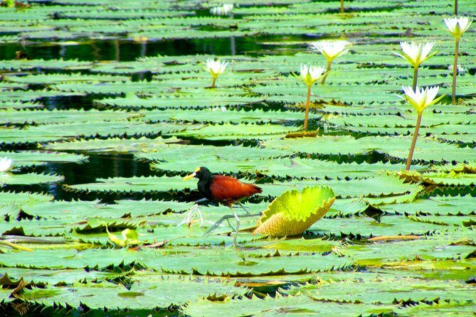 3-days Jamaica Sightseeing Tour of Treasure Beach and Negril departing from Kingston - Key Points