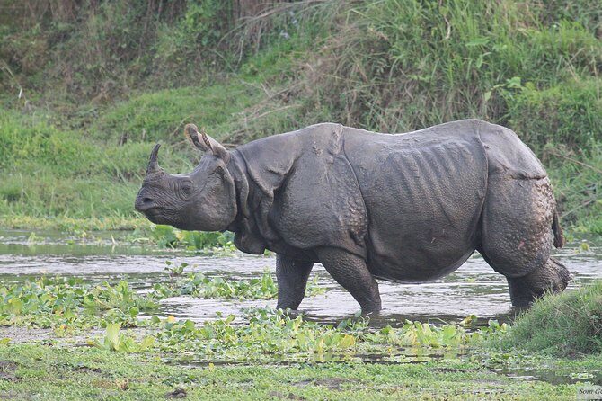 3 Days Jungle Safari in Chitwan National Park - Key Points