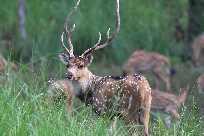3 Days Jungle Safari in Chitwan National Park - An In-Depth Look at the 3-Day Jungle Safari Experience