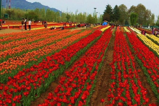 3 Days Kashmir Houseboat Tour in Srinagar - Practical Details and Value