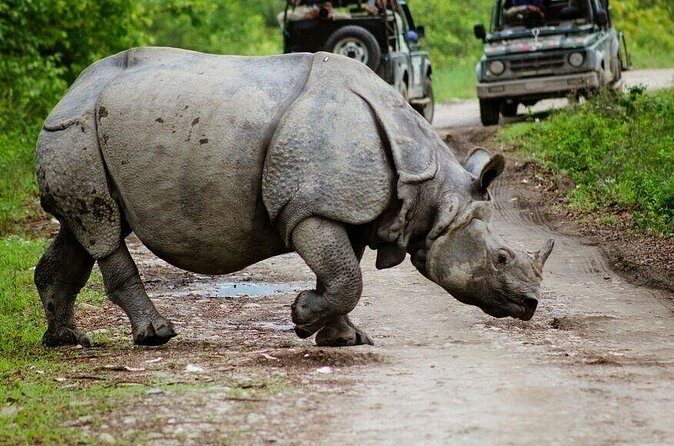 3 Days Kaziranga National Park Wildlife Adventure with Safaris - Price and Value