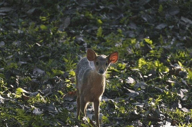 3 Days Kaziranga National Park Wildlife Adventure with Safaris - Reviews and Real Traveler Insights