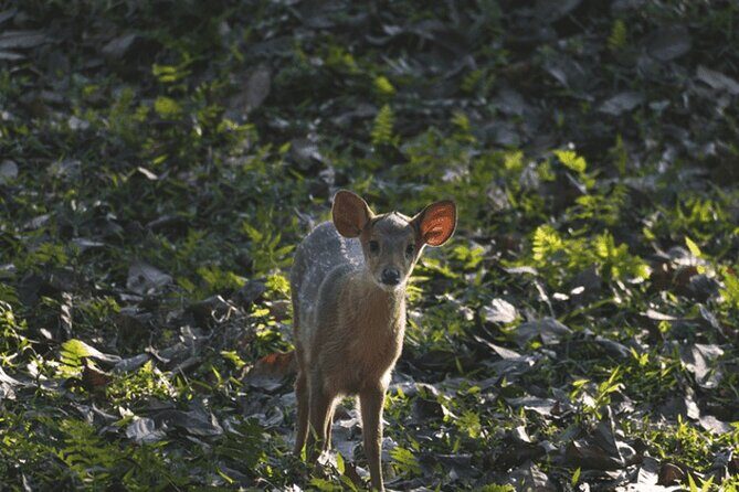 3 Days Kaziranga National Park Wildlife Adventure with Safaris - Cancellation Policy