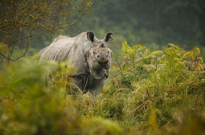 3 Days Kaziranga National Park Wildlife Adventure with Safaris - Who Should Consider This Tour?