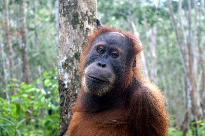 3 days Medan Orangutan Bukit Lawang - An Honest Look at the 3-Day Medan Orangutan Bukit Lawang Tour