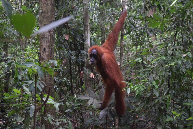 3 days Medan Orangutan Bukit Lawang - Key Points