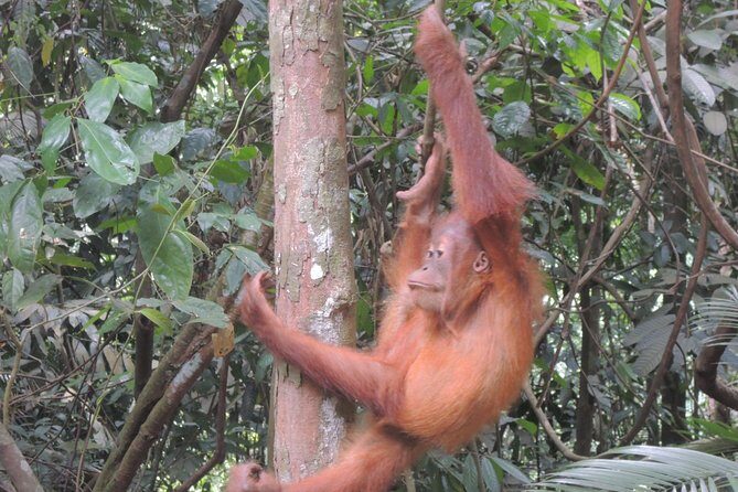 3 days Medan Orangutan Bukit Lawang - Who Should Consider This Tour?