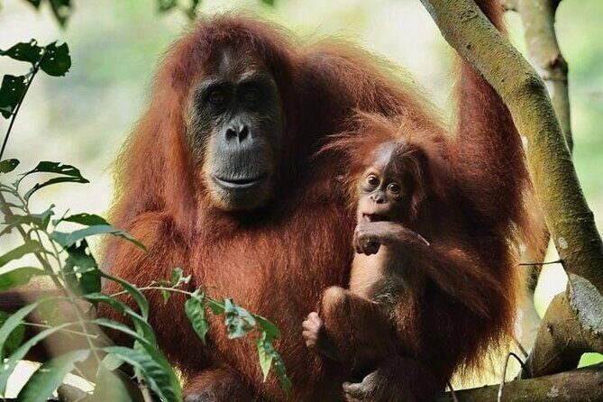 3 Days Orangutan Sumatra Jungle Trekking with Rafting - Key Points