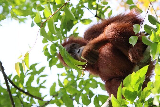 3 Days Orangutan Sumatra Jungle Trekking with Rafting - Practical Details and Logistics