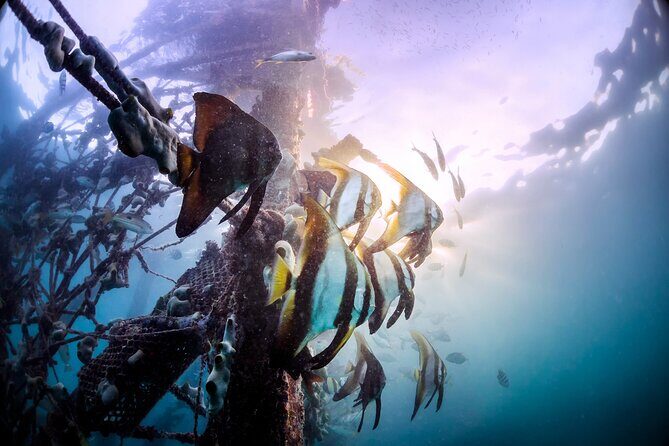 (3 Days) PADI Open Water Diver Course Kota Kinabalu - Introduction: Why Choose This PADI Course in Kota Kinabalu?