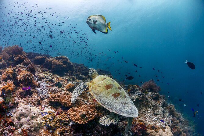 (3 Days) PADI Open Water Diver Course Kota Kinabalu - Authentic Feedback from Travelers