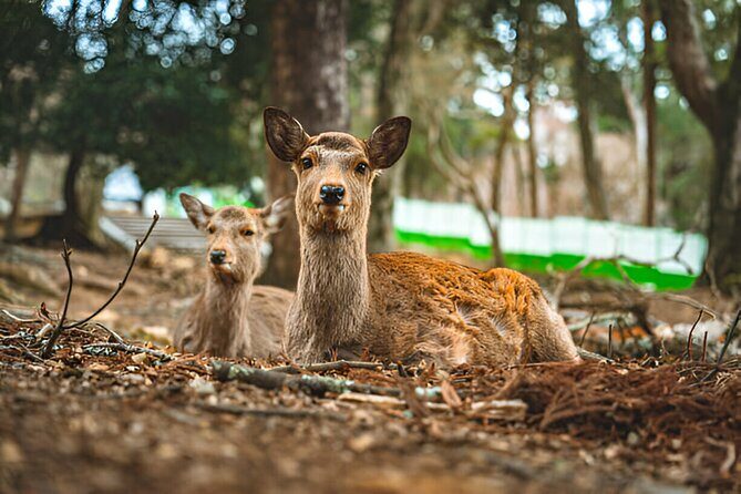 3 Days Private Osaka Kyoto and Nara Tour With English Driver - The Experience in Depth