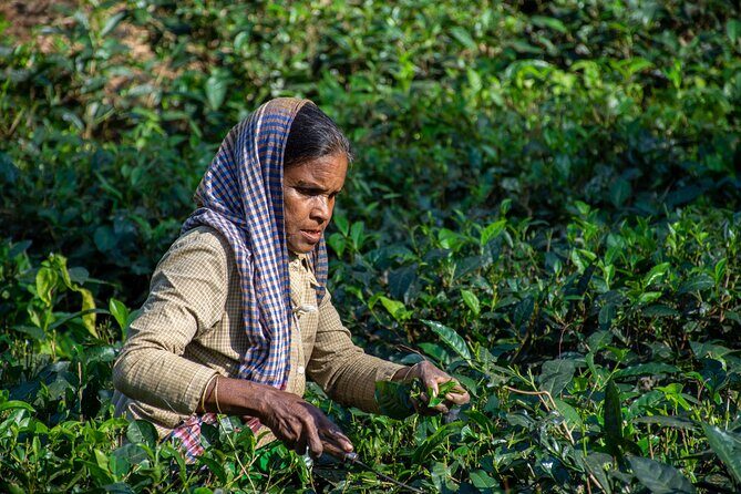 3 Days Teagarden and Rainforest Tour in Sreemangal - An In-Depth Look at the 3-Day Sreemangal Tour