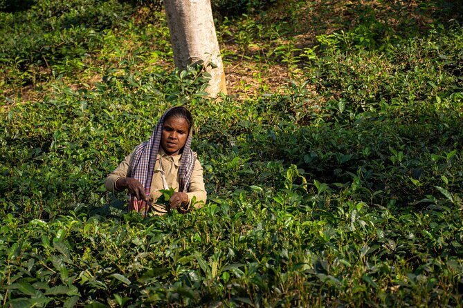 3 Days Teagarden and Rainforest Tour in Sreemangal - What Travelers Say: Authentic Experiences and Friendly Guides