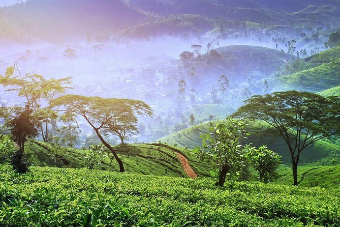 3 Days Tour of Ella, Nuwara Eliya and Haputale - Why You’ll Love This Tour