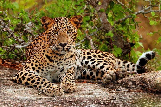 3 Days Tour to Kandy Nuwara Eliya & Sigiriya from Colombo - The Sum Up