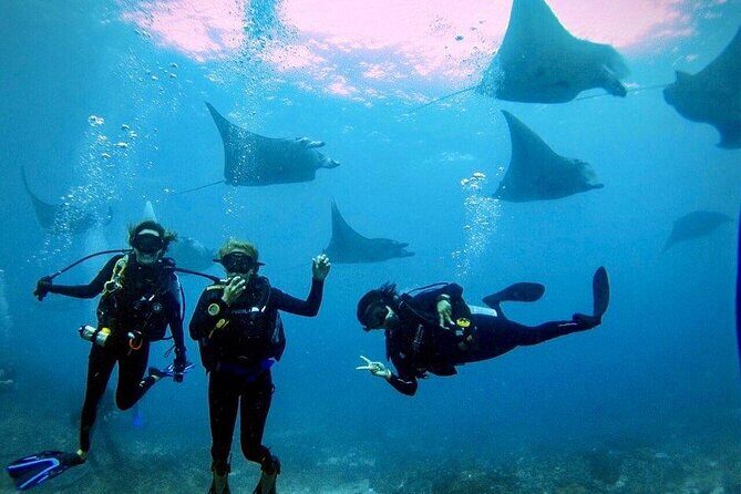 3 Epic Dives in Nusa Penida - Certified Divers' Day Trip - An Overview of the Tour Experience