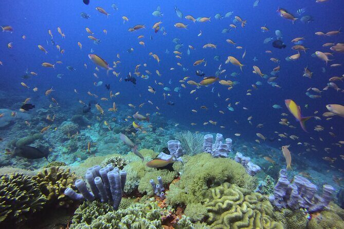 3 Epic Dives in Nusa Penida - Certified Divers' Day Trip - Why This Tour Offers Good Value