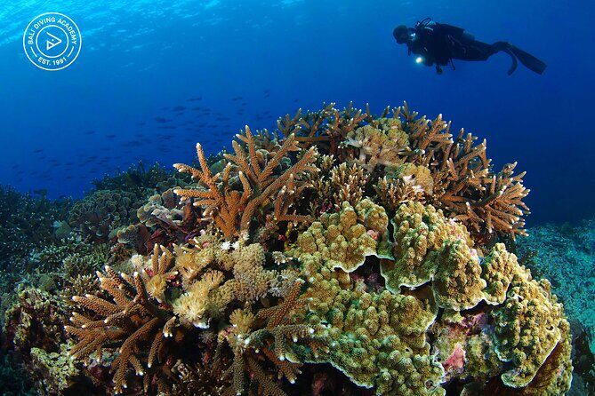 3 Epic Dives in Nusa Penida - Certified Divers' Day Trip - The Sum Up