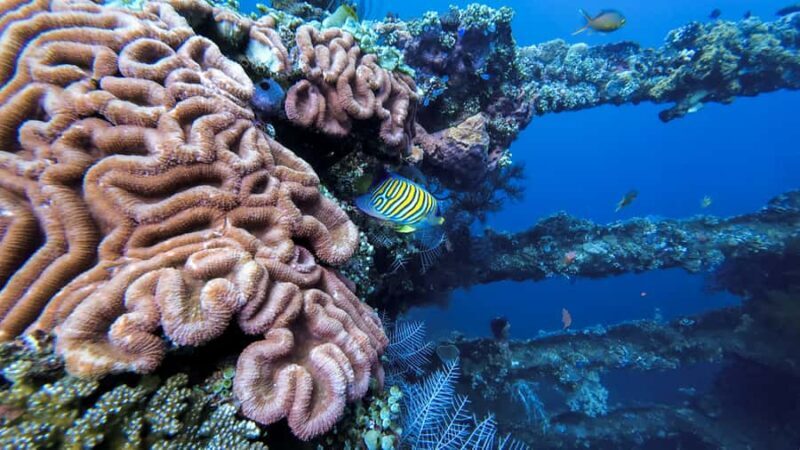 3 Fun Dive at Liberty Wreck & Kayak Adventure in Bali - An Honest Look at the 3 Fun Dive & Kayak Adventure in Bali