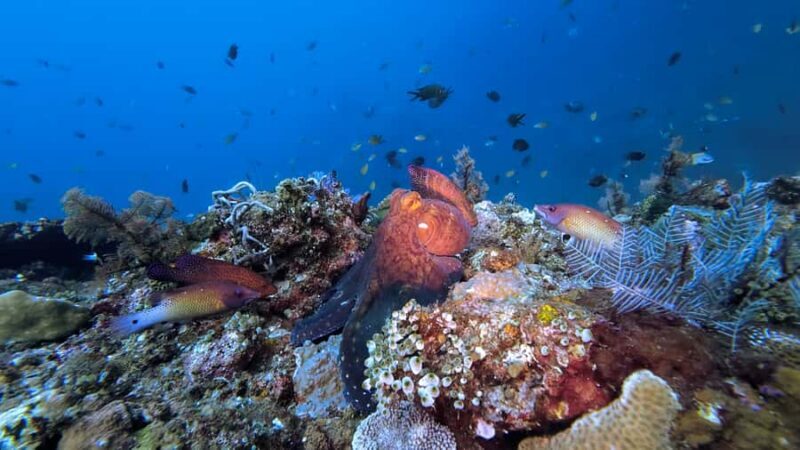 3 Fun Dive at Liberty Wreck & Kayak Adventure in Bali - Exploring Bali’s Underwater Wonders