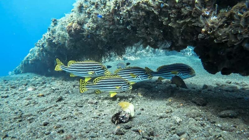 3 Fun Dive at Liberty Wreck & Kayak Adventure in Bali - FAQ