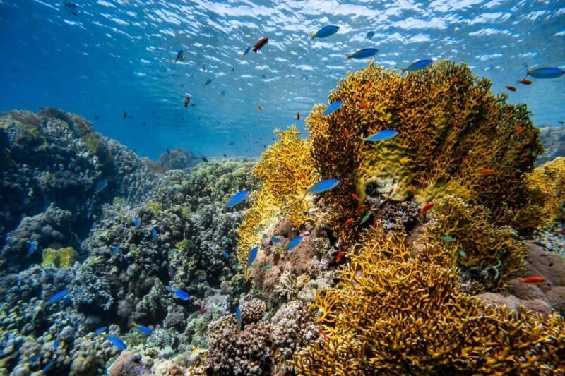 3 Fun Dives for Certified diver at Racha Yai/Noi - Who Is This Tour Best For?