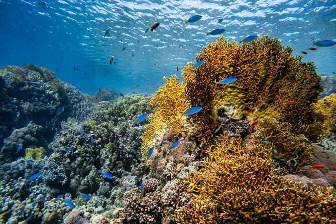 3 Fun Dives in Racha Yai and Racha Noi for Certified Divers - Wrapping Up