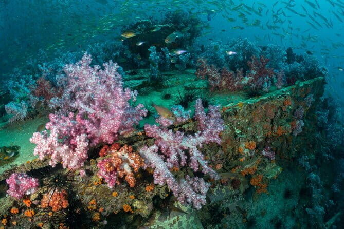 3 Fun Dives King Cruiser Wreck and Koh DokMai for Certified diver - An In-Depth Look at the Tour Experience